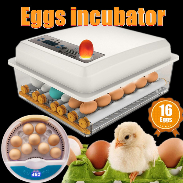 Chicken Brooder Incubator Automatic Egg Incubator Brooding Machine ...