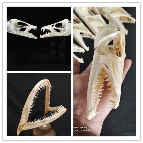 Anglerfish fish mouth bone skull animal skull specimen (real skull) | Wish