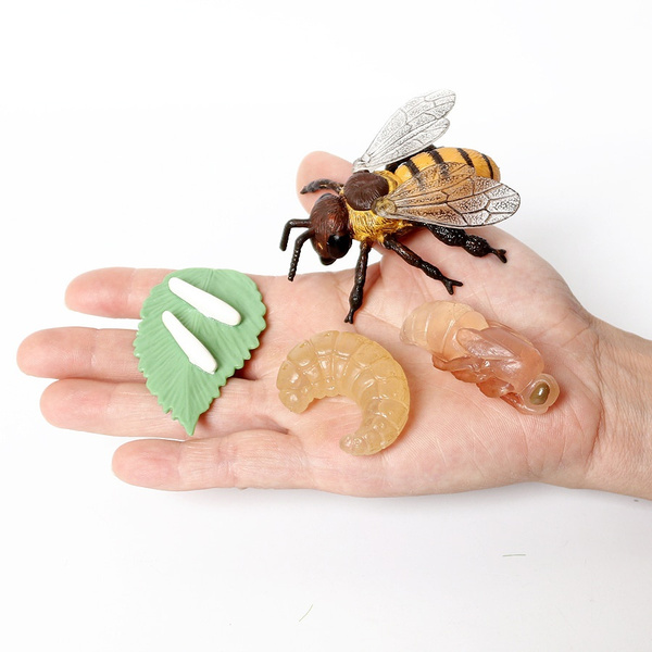Simulation Bee Life Cycle Toy 4 Piece Set Shows Life Cycle Of A Honey ...