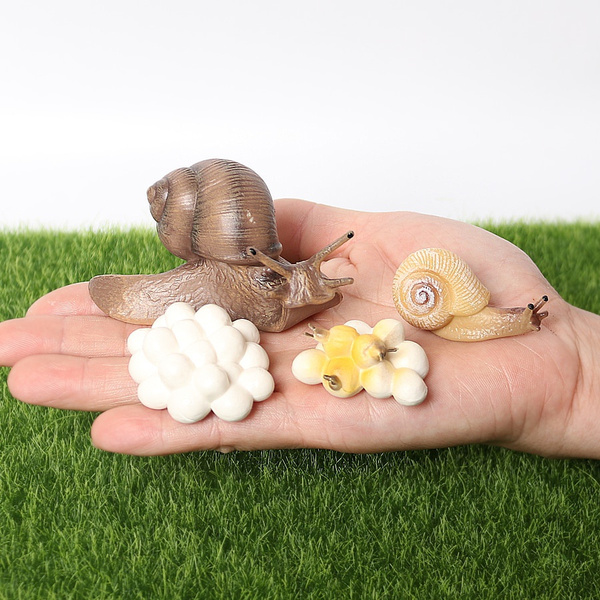 Realistic Snail Growth Cycle Figure Animal Model Life Cycle of Snail ...