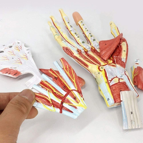 Lifesize Hand Anatomy Model Muscle Ligament Nerve Blood Vessel | Wish