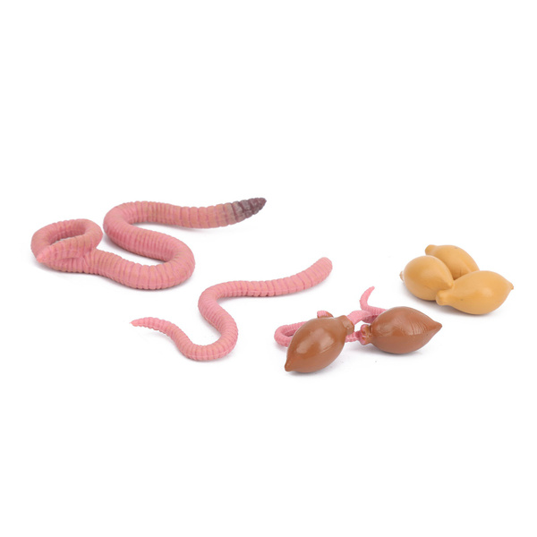 Lifelike Earthworm Growth Cycle Life Cycle Model Children Kid Early ...