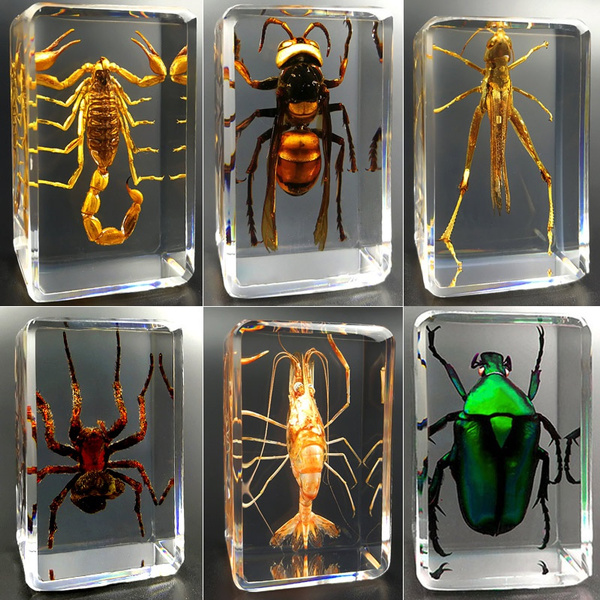 New Arrival 27 Kinds real Natural Insects Specimens Clear Resin Kids ...
