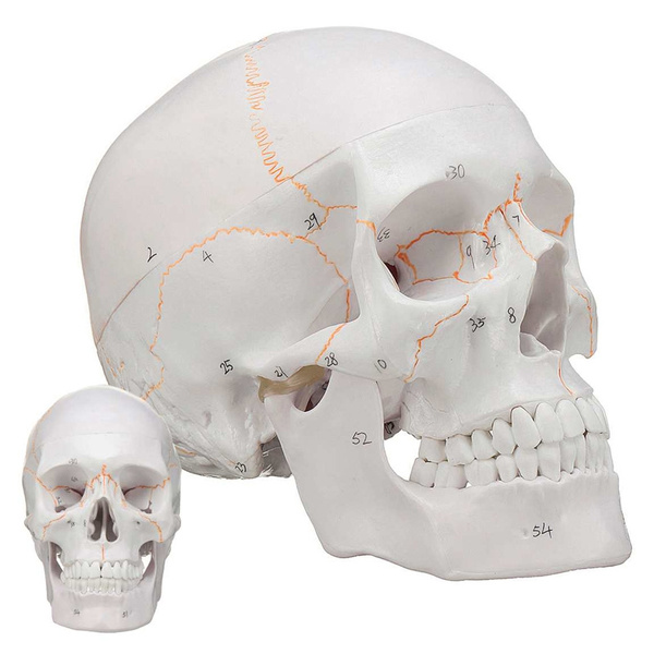 1:1 Life Size Human Skull Anatomical Anatomy Skull Model Cervical Spine ...