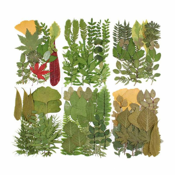 21Pcs/Bag Assorted Real Dried Pressed Leaves Natural Dry Leaves for ...