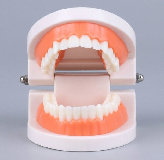 1 Piece Teeth Model Dentist student Model for Teaching Dentistry ...