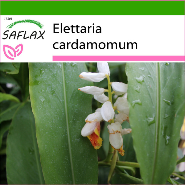 SAFLAX - Cardamom - 20 seeds - With potting substrate for better ...