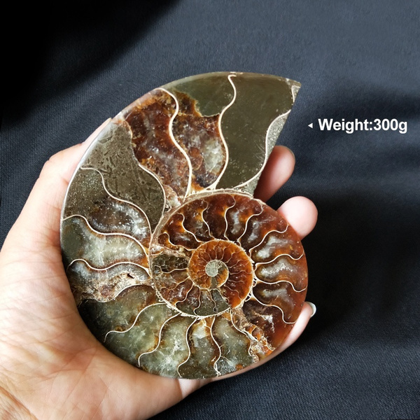 Large Ammonite Spiral Fossil Pair Specimens Display Crystal Rocks ...