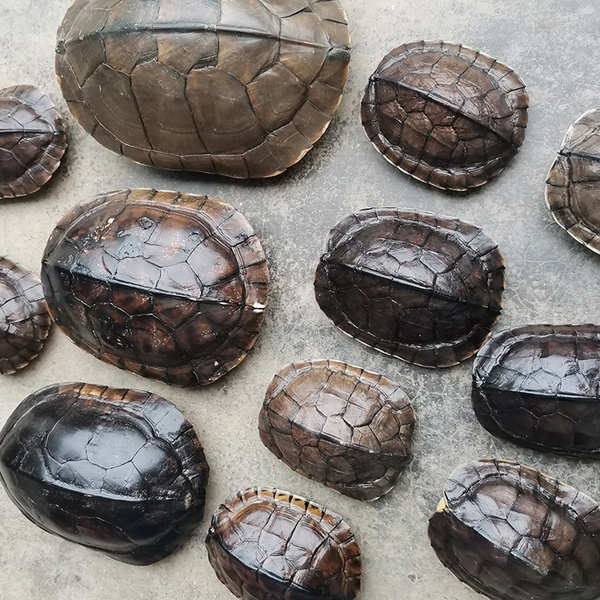 Natural tortoise shell tortoise shell tortoise shell plate natural air ...