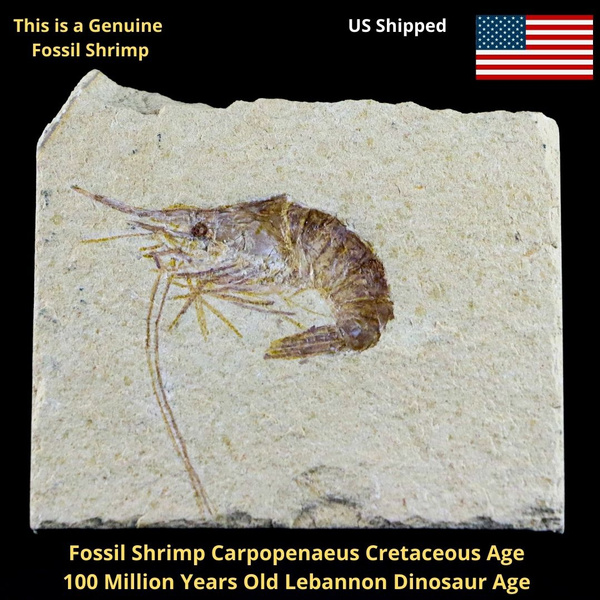 Fossil Shrimp Carpopenaeus Cretaceous Dinosaur Age 100 Million Year Old ...