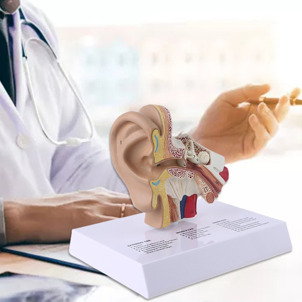 1.5 Times Life Size Human Ear Model Scientific Anatomy Teaching ...