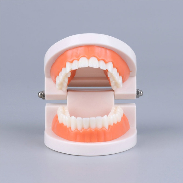 Teeth Model Dental Model with Teeth Tooth Care child kid Dental ...