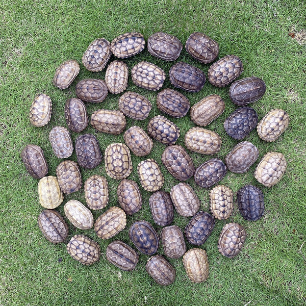 1 pcs Natural turtle shell /Turtle shell true specimen/ Taxidermy ...