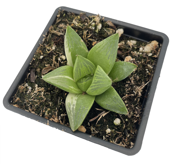 Variegated Windowpane Succulent Plant - Haworthia retusa Variegata - 2. ...