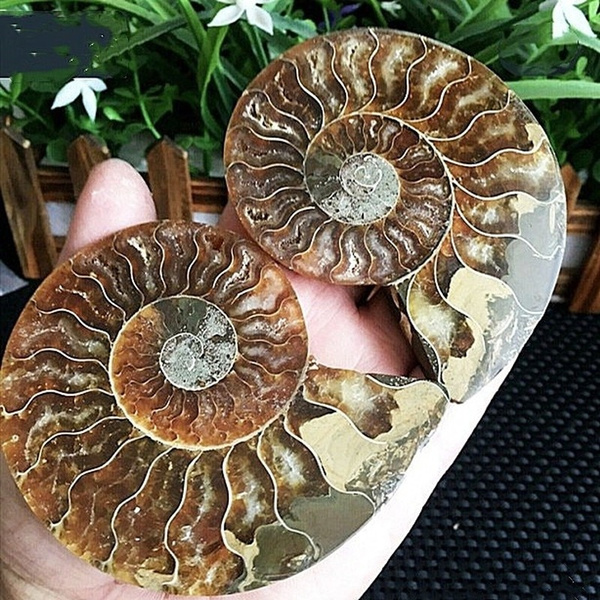 1Pair/1pc of Split Ammonite Fossil Specimen Shell Healing Madagascar ...