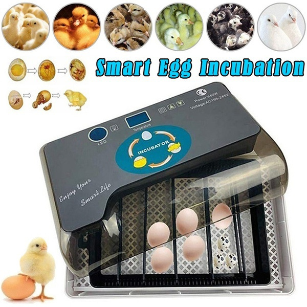 12-Egg Incubator Digital Mini Fully Automatic Incubatores Poultry ...