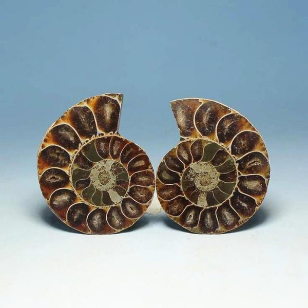 A natural variegated snail leaf ammonite sliced snail fossil specimen ...