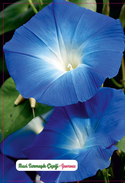AtaSeed Blue Ivy Flower Seeds | Wish