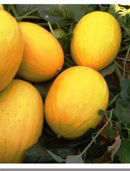 AtaSeed Domestic Sweet Melon Sarıkaya 100 Pcs Seeds | Wish