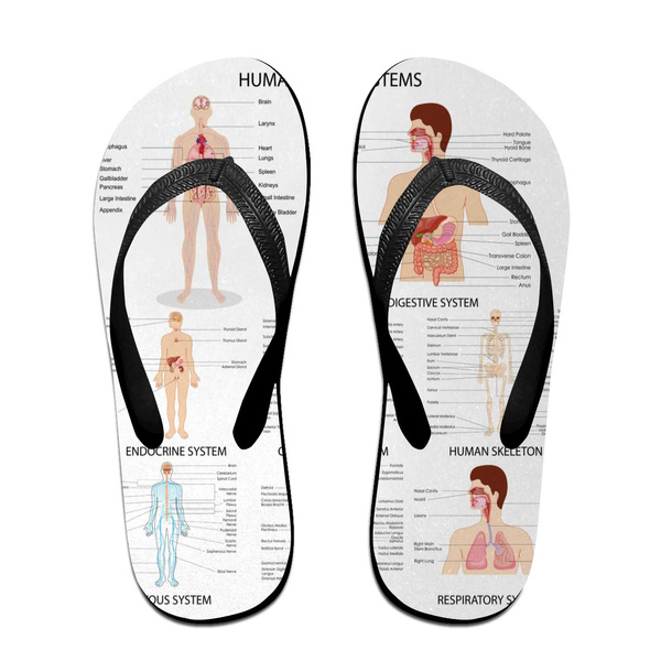 Complete Chart Different Organ Body Structures Cell Life Illustration ...