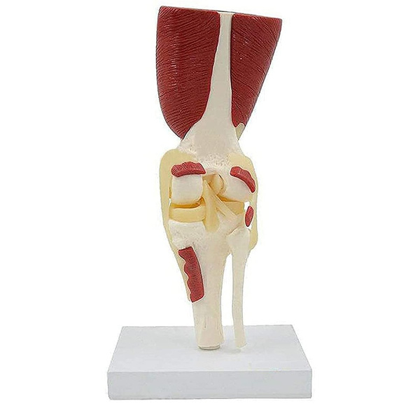 1PC Human Knee Muscle Anatomy Model Knee Joint Model Human Skeleton ...