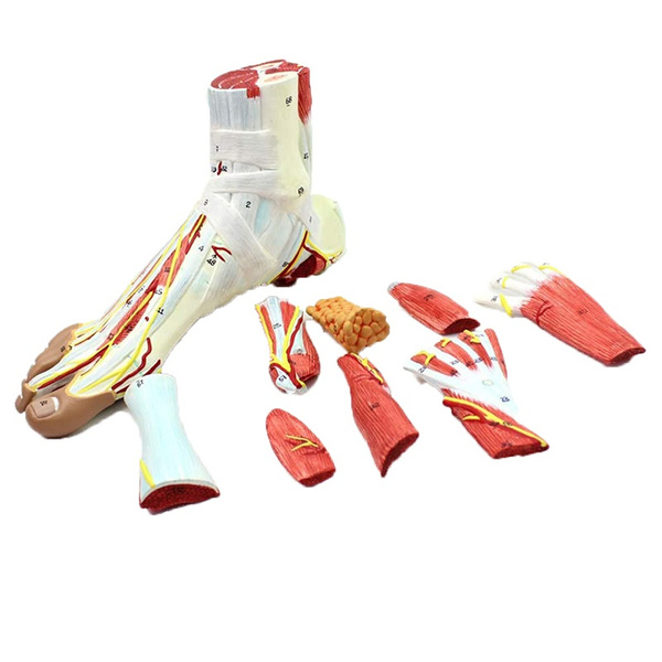 Foot Joint Model with Ligaments -Medical Anatomical Foot Muscle And ...