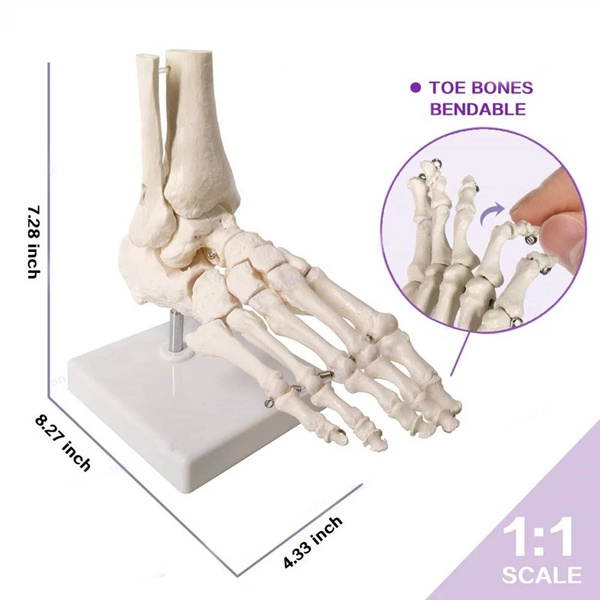 Model Foot Skeleton Anatomical Foot Model Ankle Model Human Foot Bones ...