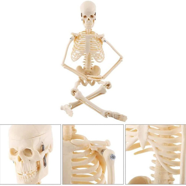 40cm Mini Human Skeleton Model - Human Body Skeleton, Perfect for ...