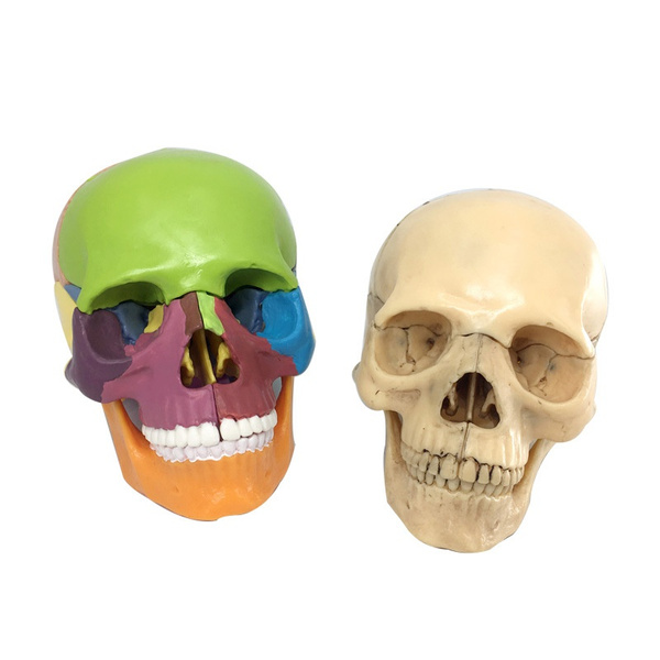 Mini-style 15 Parts Assembled Human Skull Model Colored Small Skull ...