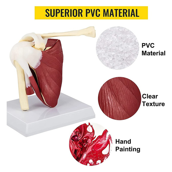 Human Shoulder Joint Belt Muscle Model Human Body Natural Large Anatomy ...