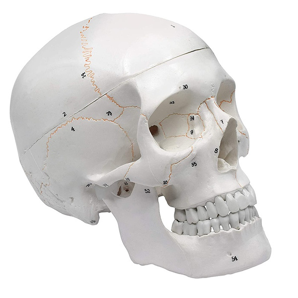 PVC Life Size Human Anatomical Anatomy Head Skeleton Skull Teaching ...