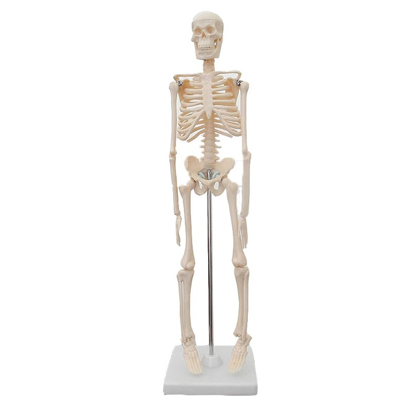 Mini Human Skeleton Model - Human Body Skeleton, Perfect for Anatomy ...