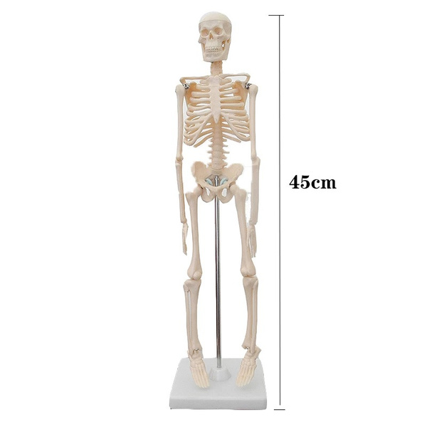 Mini Human Skeleton Model - Human Body Skeleton, Perfect for Anatomy ...