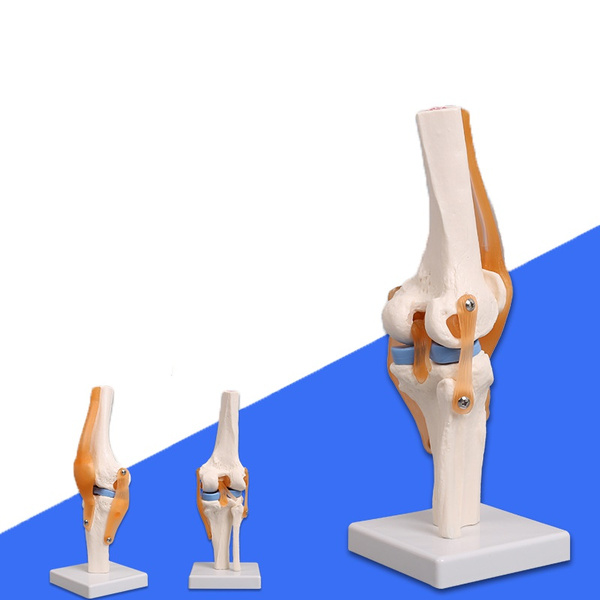 Knee Joint Model with Blue Meniscus Human Skeleton Life Size Anatomy ...