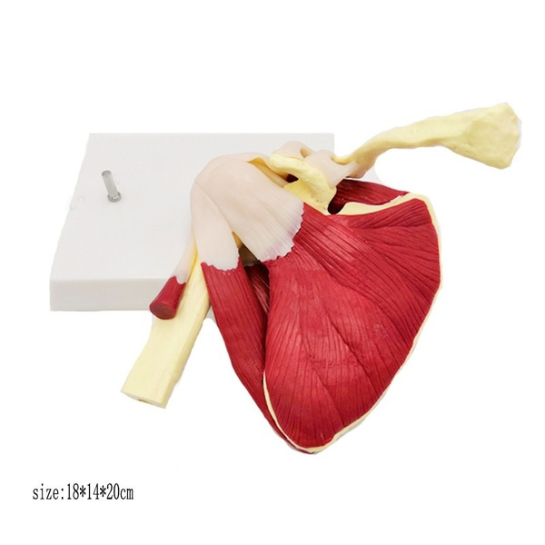 1:1 Life Size Shoulder Joint Knee Joint Model with Muscles with ...
