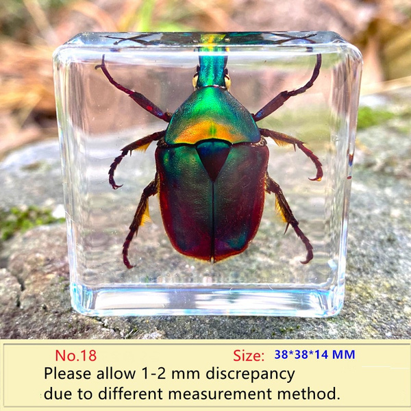 Insect in Resin Specimen Collection Paperweight Office Desk Biology ...