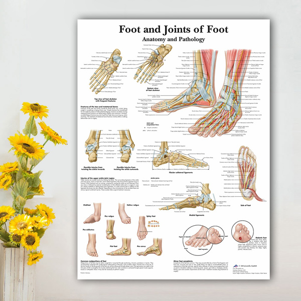 Foot Joints of Foot Chart Anatomy Pathology Poster Canvas Painting Wall ...