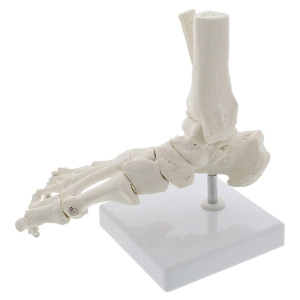1:1 Size Human Foot Joint Ankle Bone Anatomical Skeleton Model Human ...