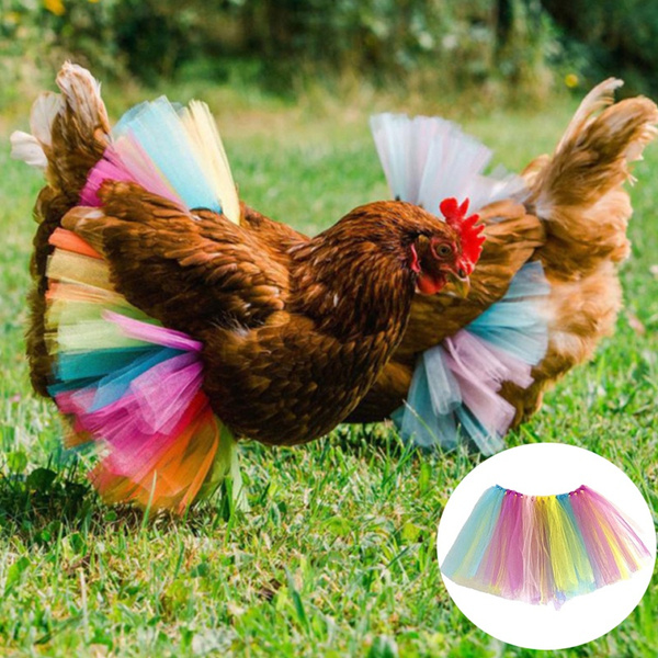 Skirt Costume Chicken Chicken Coop Decoration Hen Poultry Feather ...