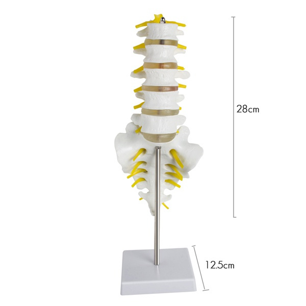 Life Size Anatomical Human Spine Model Lumbar Vertebrae With Sacrum ...