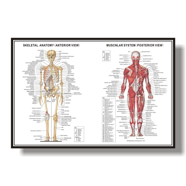 Skeleton Muscular System Anatomical Poster Muscle Anatomy Chart ...