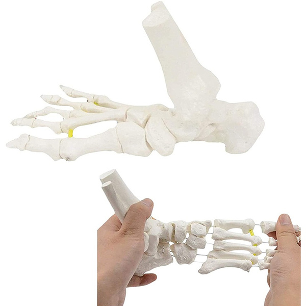 Life Size Human Foot Skeleton Model, Flexible Human Foot and Ankle Bone ...