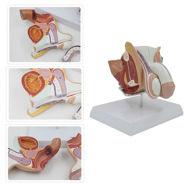 4 Parts 1:1 Life Size Structural Anatomy Model Of Human Male ...