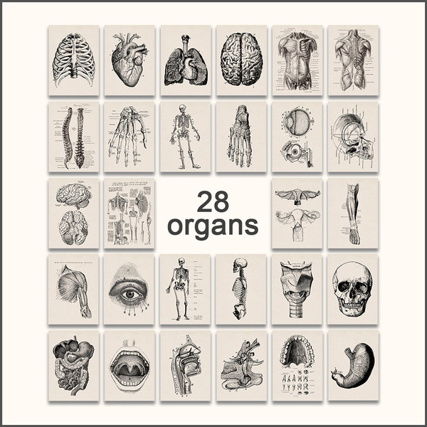 Retro Human Body Organs Medical Anatomy Artwork Wall Pictures Muscle ...