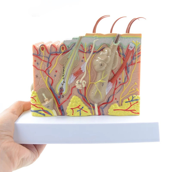 Human Skin Model Block Enlarged Plastic Anatomical Anatomy Medical ...