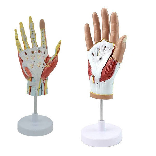 Medical Palm Local Anatomy Neurovascular Model Hand Joint Local Hand ...