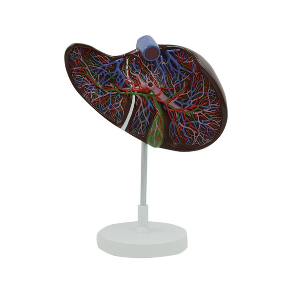 1.5x Enlarged Liver Anatomical Model Human Liver Model with Gall ...