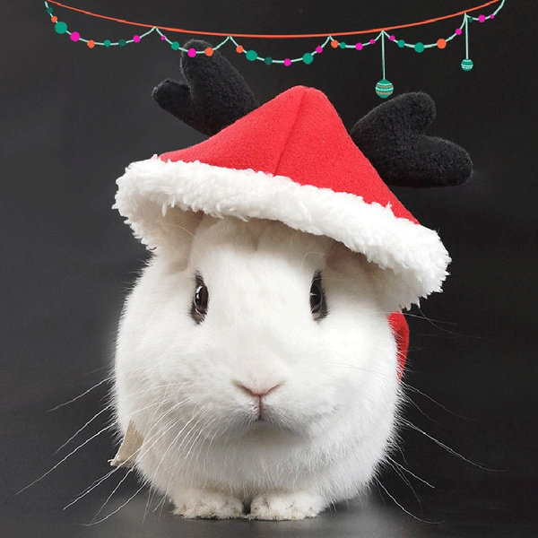 Pet Rabbit Clothes Christmas Costumes Coat Small Animal Harness Leash ...