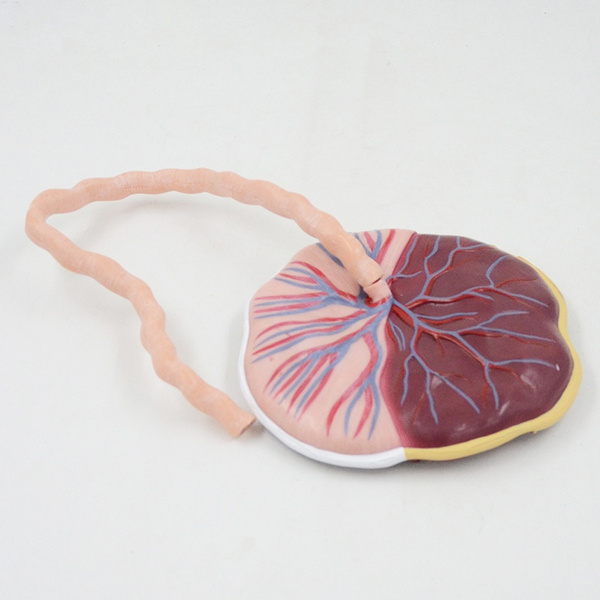 Anatomical Placenta Model Fetus Funicle Anatomy Model Baby Birth Model ...
