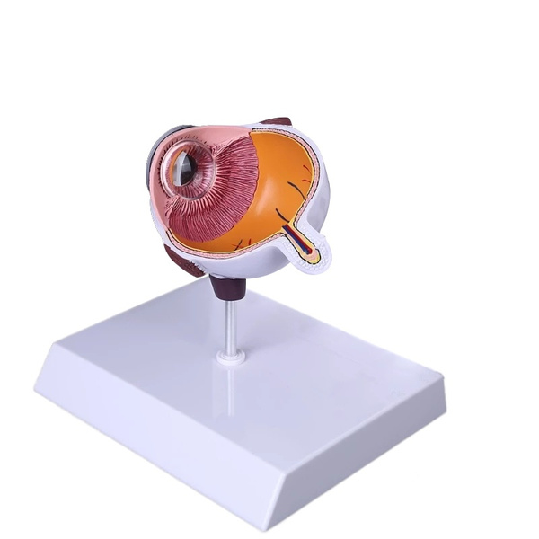 Medical Education Human Pvc Eye Cornea Conditions Eye Model Anatomy ...